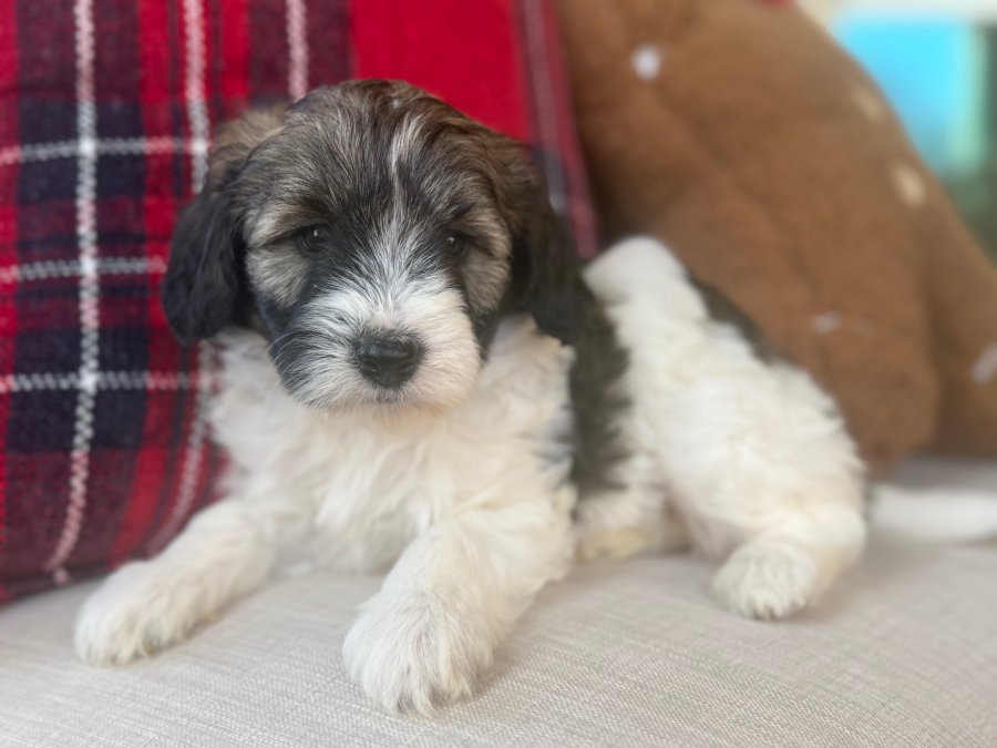 Zinnia & Blues's Days of The Week Litter - Triple Cross Doodles